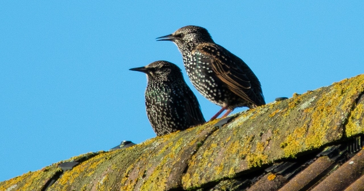 Regeringens fiktive fugle på taget