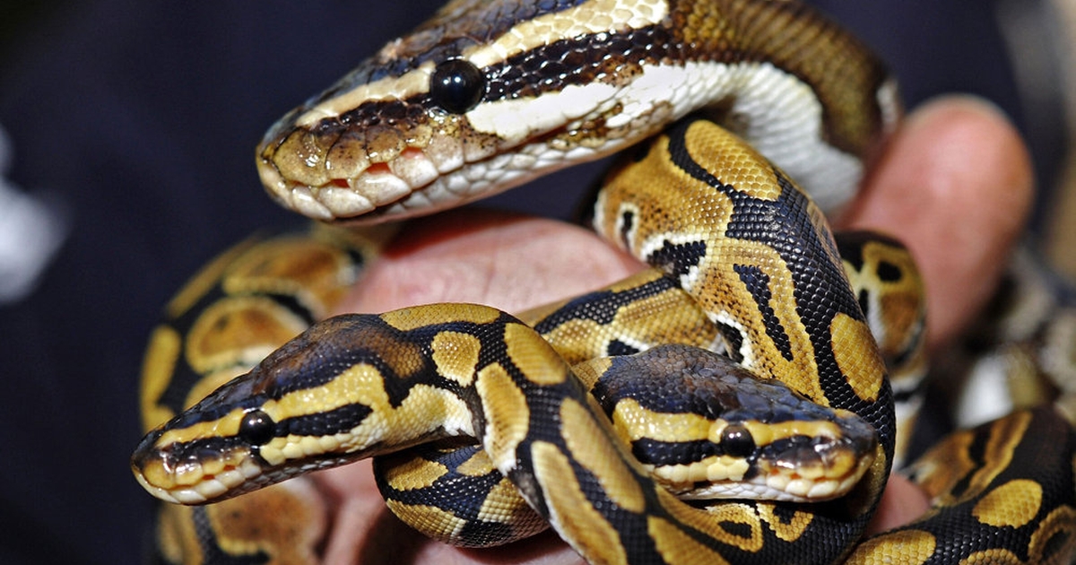 Kongepyton er sluppet løs i Viborg